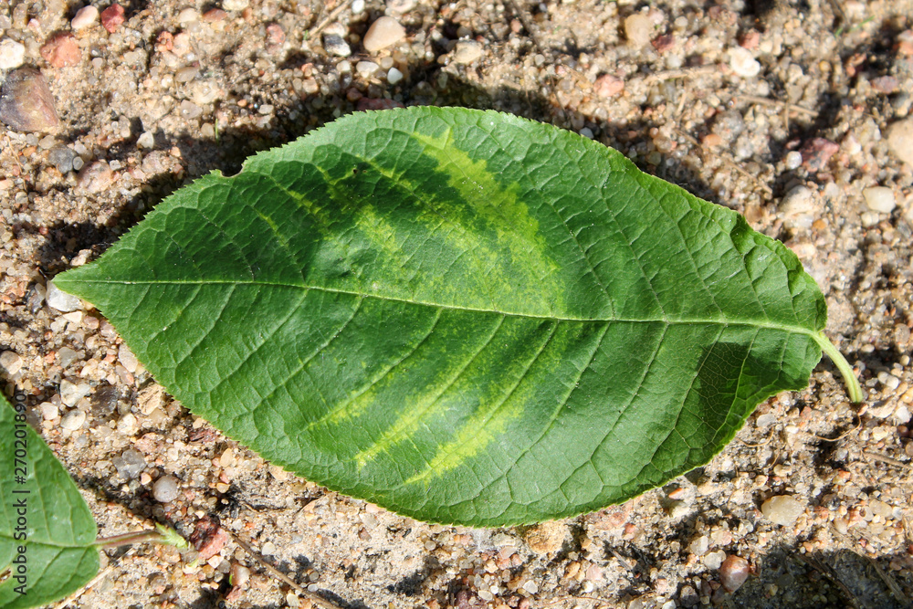 Virus-triggered symptoms of chlorotic mottling and mosaic on green leaf ...
