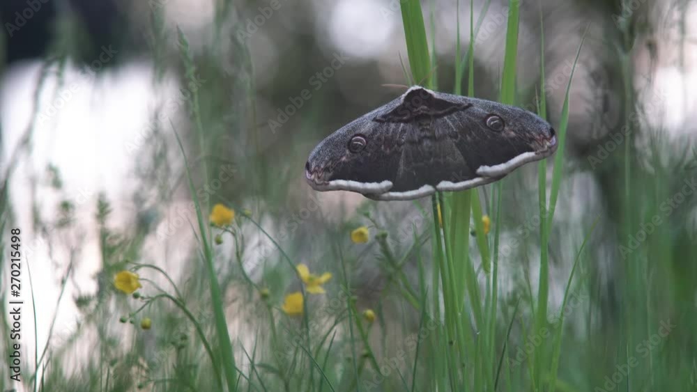Beautiful female of the Giant peacock moth, Saturnia pyri . The largest ...