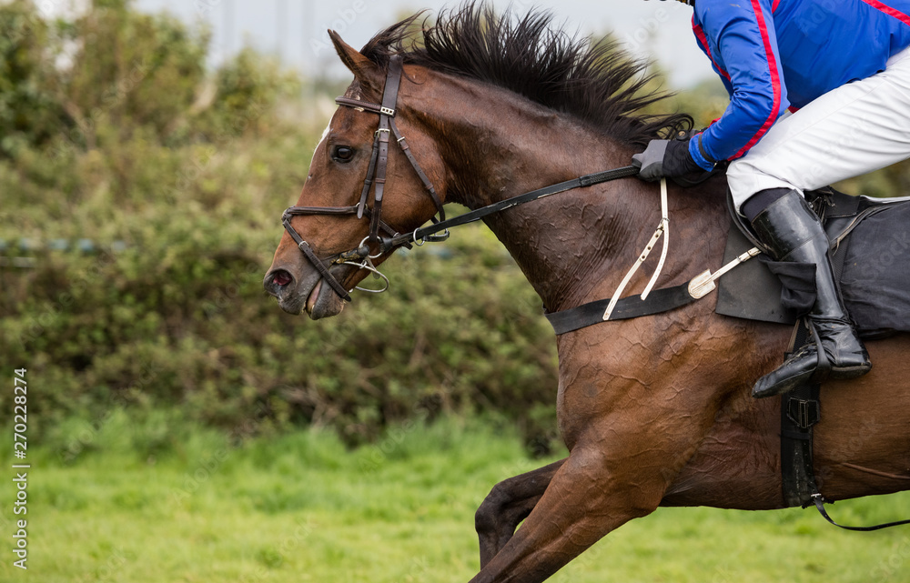 Side profile of galloping race horse, Close up on race horse and jockey ...