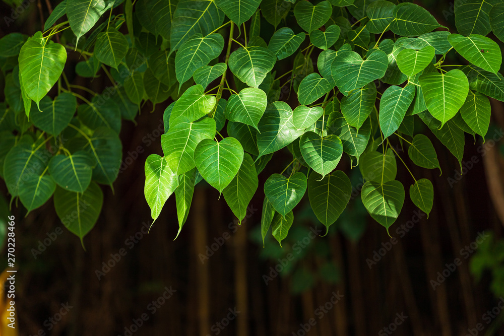 Green leaf Pho leaf (Bo leaf) background in the forest bo tree is a ...