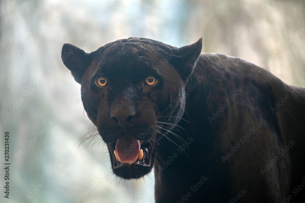 The panther is staring and threatening. Stock Photo | Adobe Stock