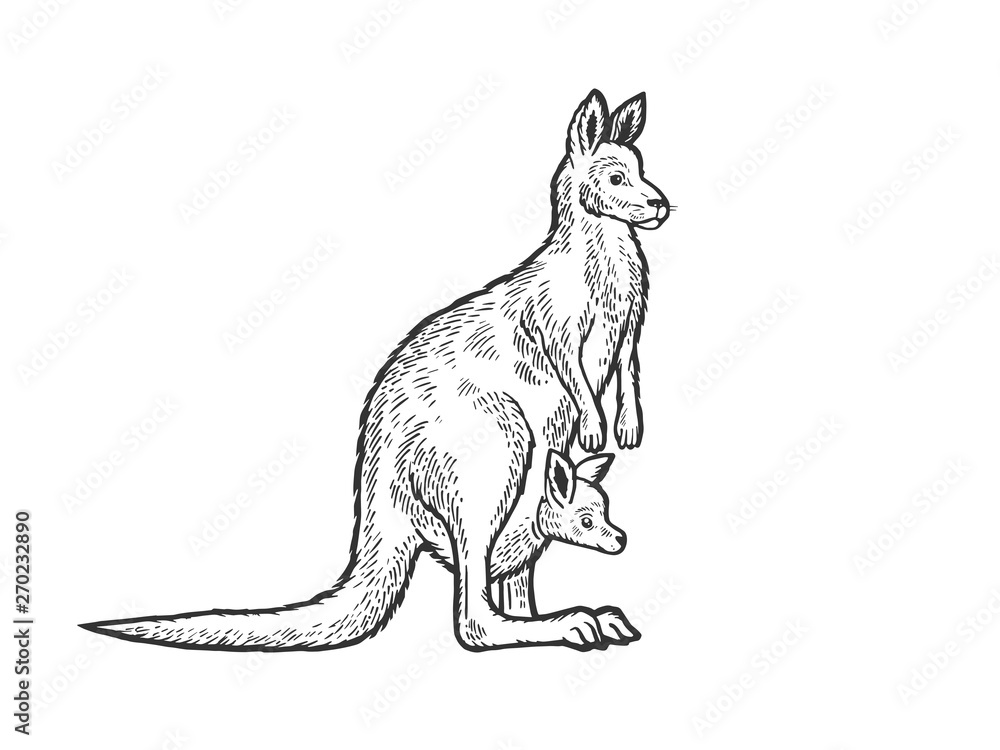 Kangaroo with baby cub in kangaroo pouch animal sketch engraving vector ...
