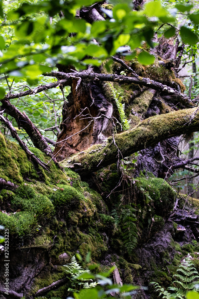 Primeval bialowieza forest, vegetation that grows without human ...