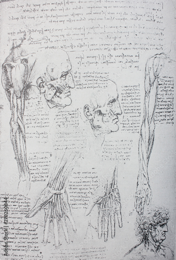 Anatomical notes. Face, head, wrist, hand. Manuscripts of Leonardo da ...