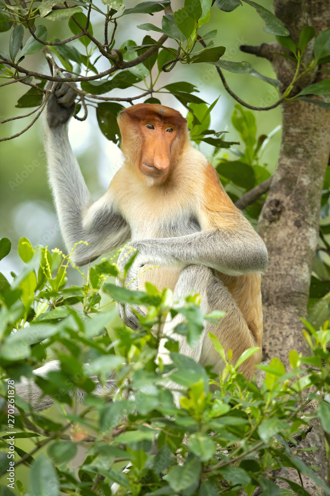 Proboscis monkey (Nasalis larvatus) or long-nosed monkey, known as the ...