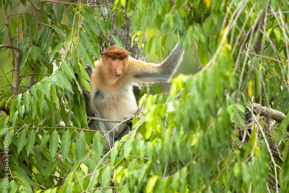 Fotografia do Stock: Proboscis monkey (Nasalis larvatus) or long-nosed ...