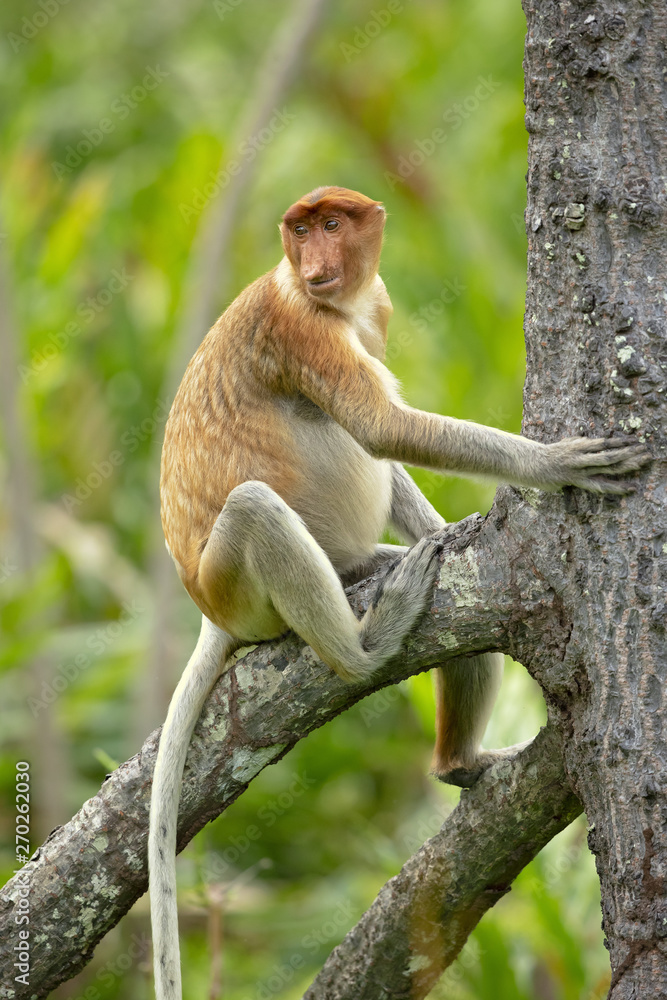 Proboscis monkey (Nasalis larvatus) or long-nosed monkey, known as the ...