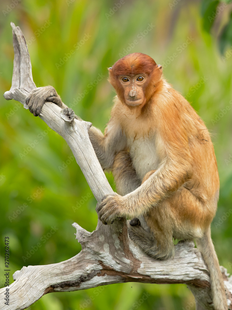 Proboscis monkey (Nasalis larvatus) or long-nosed monkey, known as the ...