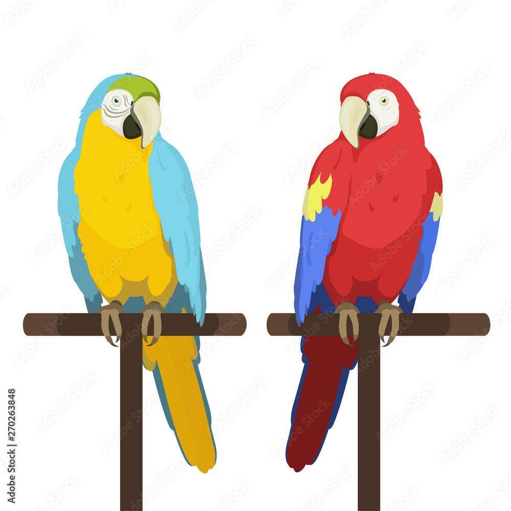 Animated Macaw