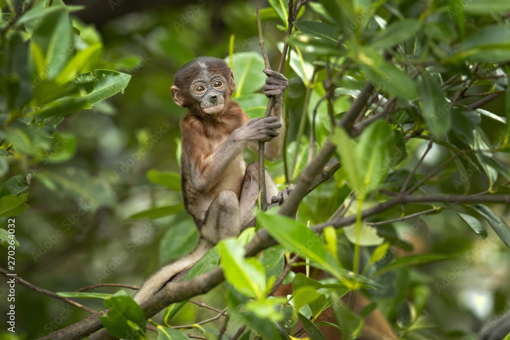 Stockfoto Proboscis monkey (Nasalis larvatus) or long-nosed monkey ...