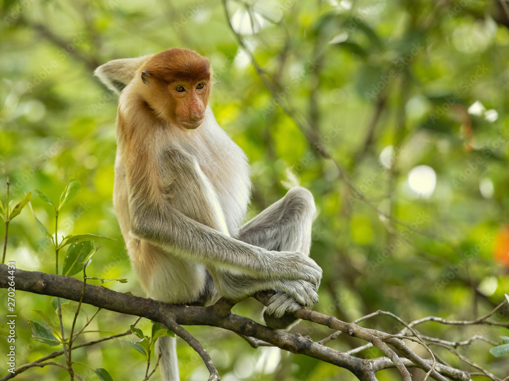 Foto de Proboscis monkey (Nasalis larvatus) or long-nosed monkey, known ...