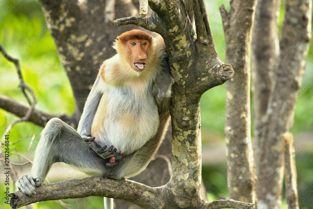 Proboscis monkey (Nasalis larvatus) or long-nosed monkey, known as the ...