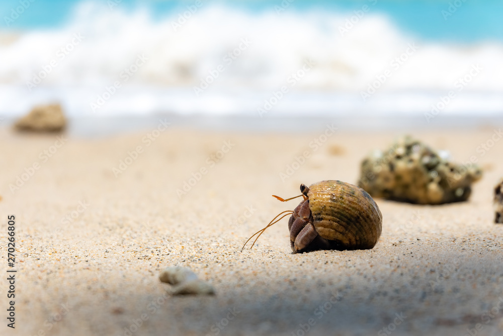 shell on the beach, Hermit crab , On the beach, Southeast Alive, Alone ...