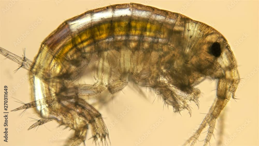 crustacean Gammarus under the microscope, Amphipoda crustaceans ...