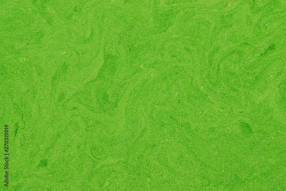 Detail of a bright green algae bloom on the surface of a water body ...