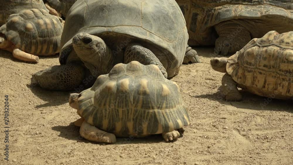 3 kinds of tortoises (the Radiated tortoises, the Aldabra giant ...