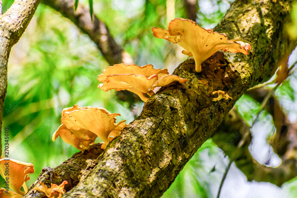 Big Mushroom (Calluna vulgaris or Common Heather, ling or edible ...