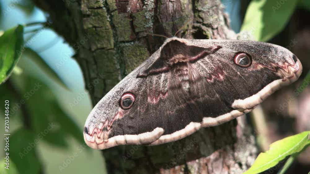 Beautiful female of the Giant peacock moth, Saturnia pyri . The largest ...