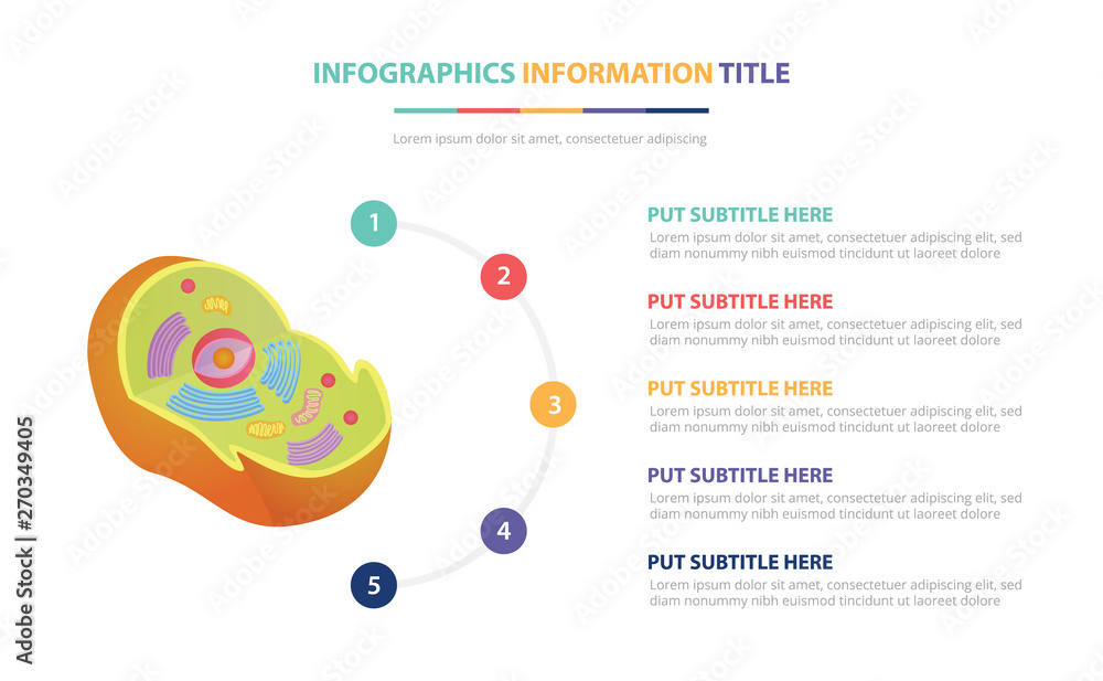 human cell anatomy infographic template concept with five points list ...