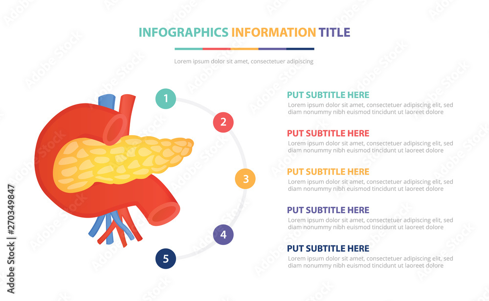 human pancreas anatomy infographic template concept with five points ...