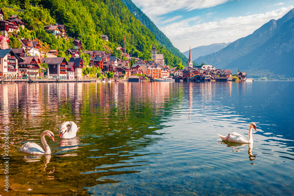 White swans on the lake Hallstatter See. Sunny morning scene on the ...
