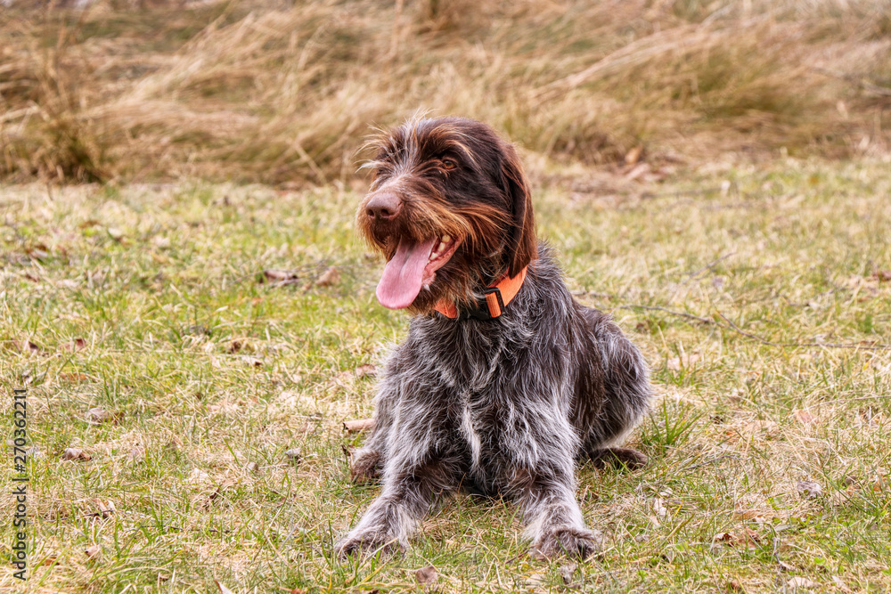 Side view on Bohemian wire czech pointer with white and brown skin and ...
