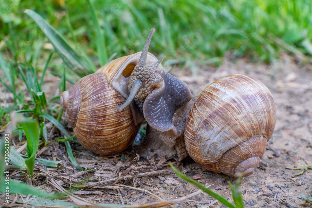 The Roman snail, also called Burgundy snail, edible snail or escargot ...