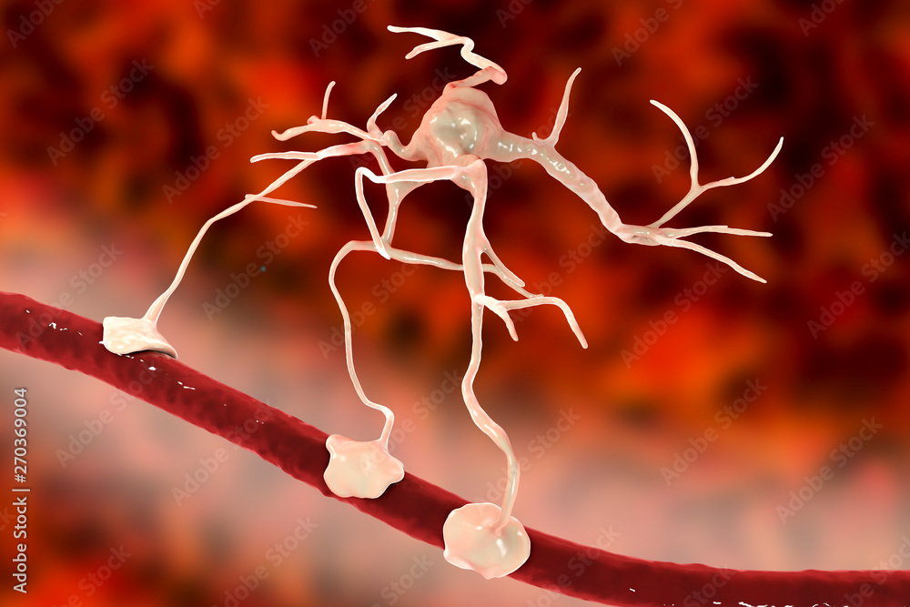 Astrocyte and blood vessel, 3D illustration. Astrocytes, brain glial ...