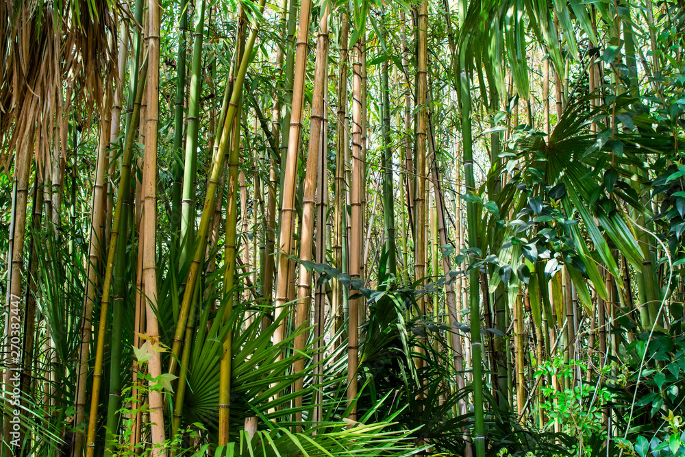 Bamboo field wallpaper. Bamboo forest framed by green leaves ...