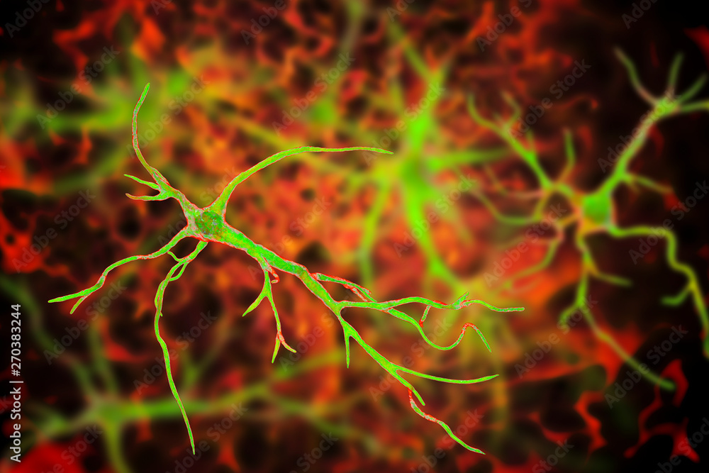 Astrocytes, brain glial cells, 3D illustration. Astrocytes, also known ...