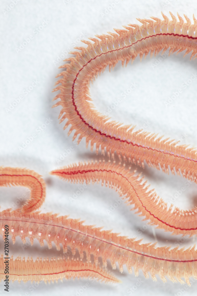 Sand Worm (Perinereis sp.) is the same species as sea worms (Polychaete ...