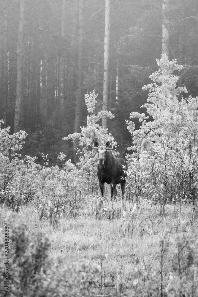 European moose in the middle of the primeval forest. Male moose in ...