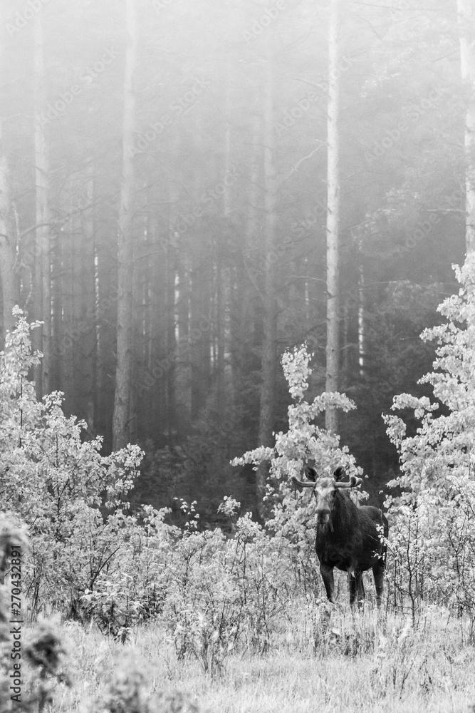 European moose in the middle of the primeval forest. Male moose in ...