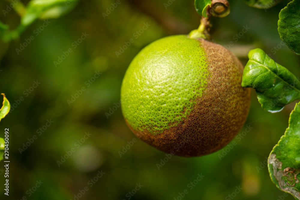 Citrus canker it is a disease affecting Citrus species caused by the ...