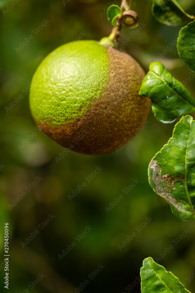 Citrus canker it is a disease affecting Citrus species caused by the ...