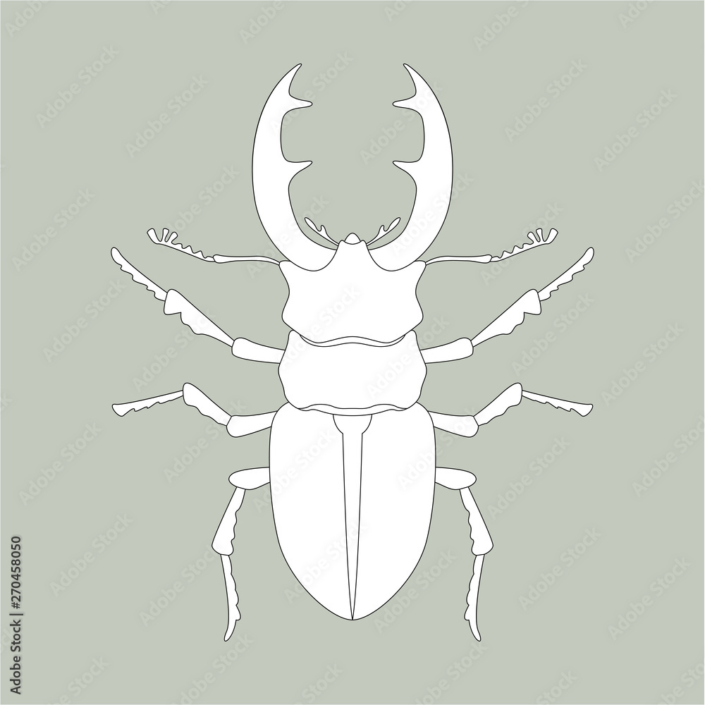 Stag Beetle Illustration