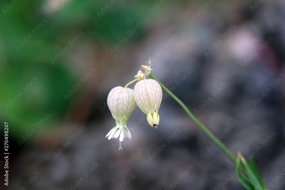 Single of Bladder campion or Silene vulgaris or Maidenstears perennial ...