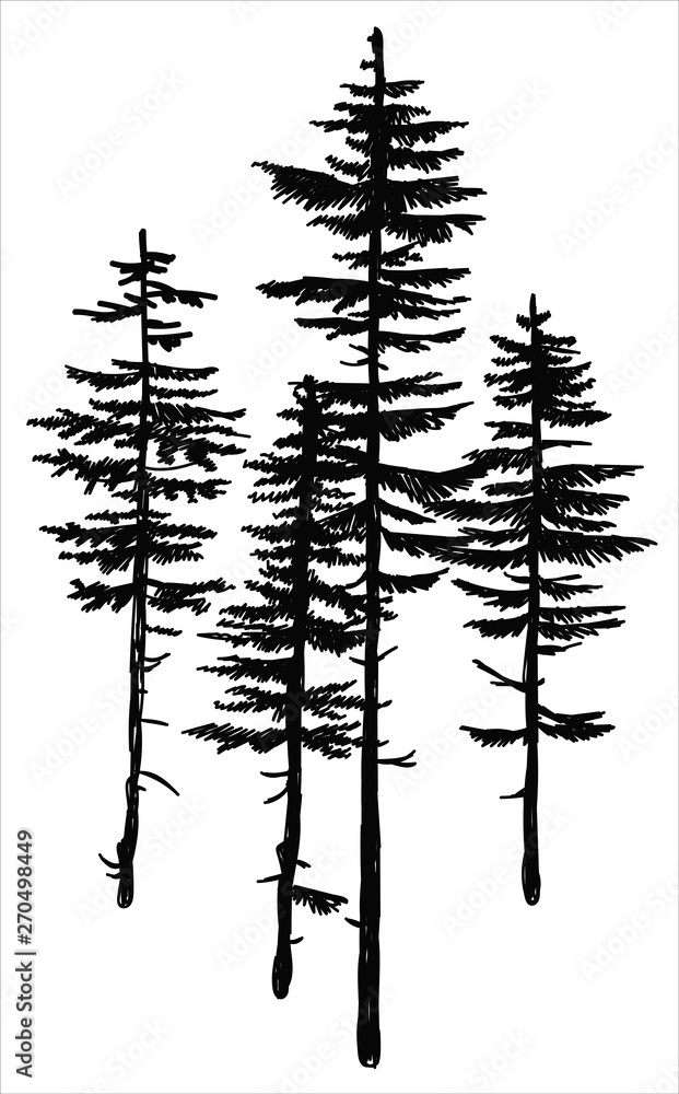 Pine forest. Vector freehand drawing . Sketch on a white background ...
