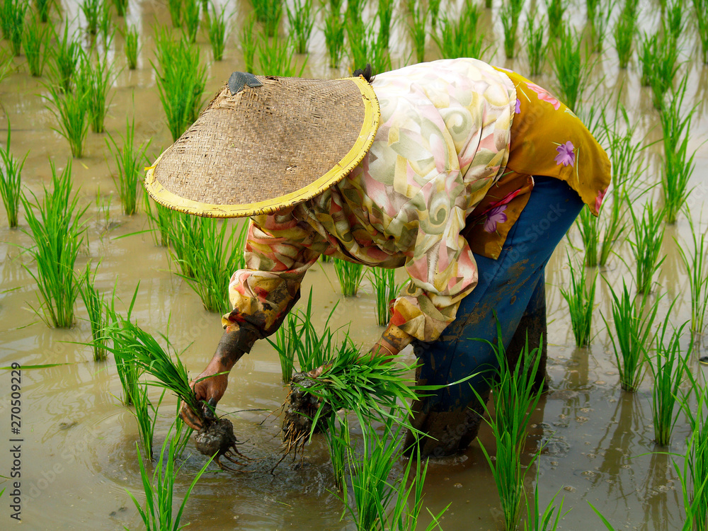 Rice Paddy Worker