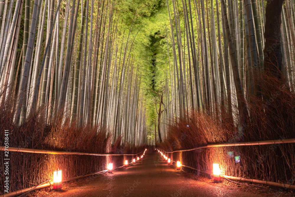 Bamboo Forest Night