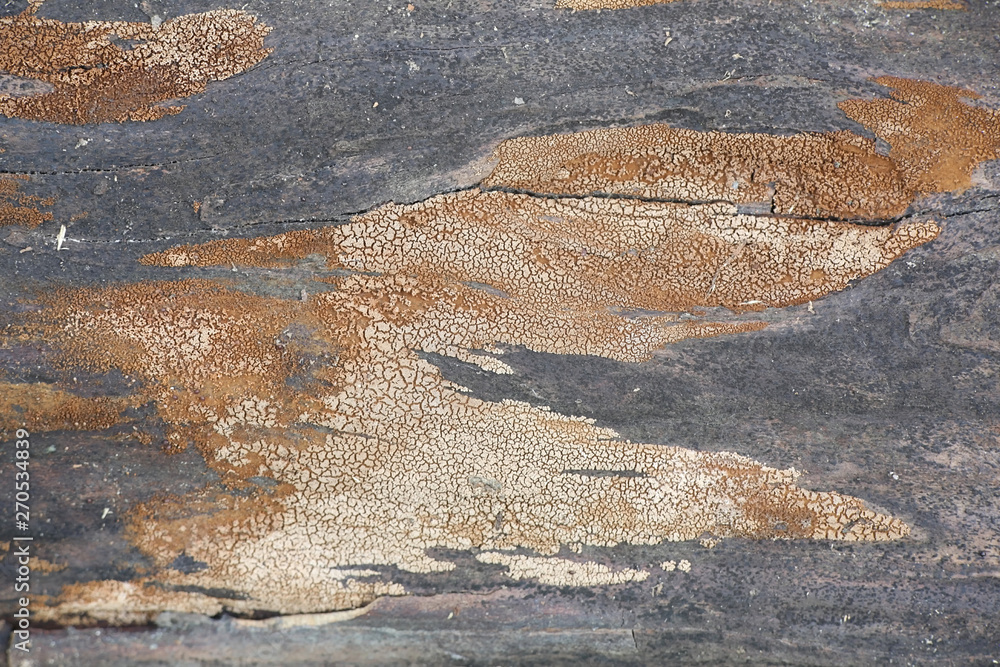 Merismodes anomala, a little cup-shaped cyphelloid fungus, forming ...