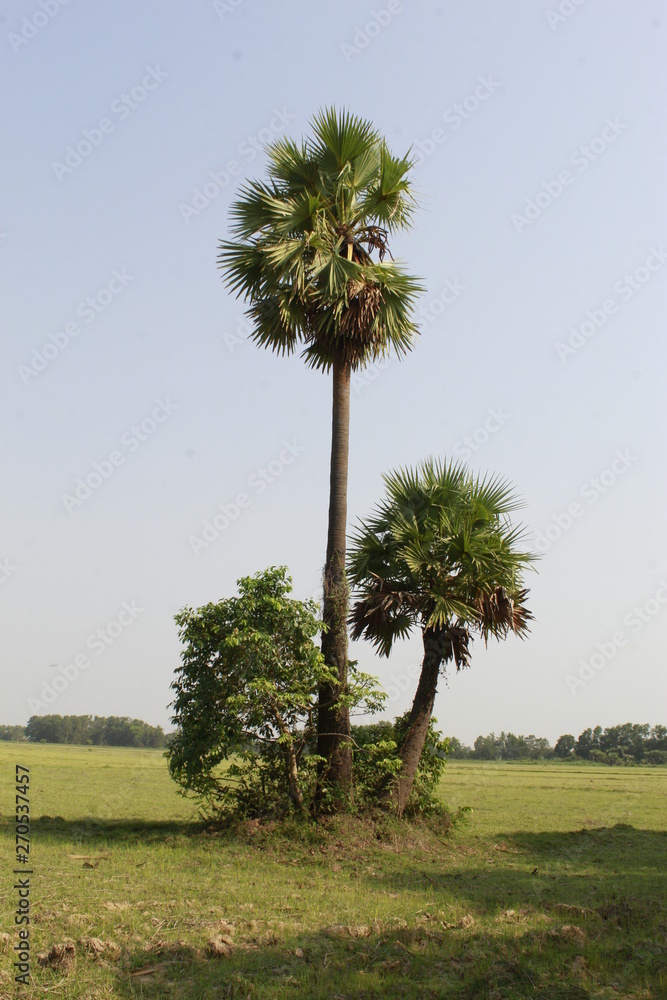 Indian Borassus flabellifer tree, commonly known as doub palm, palmyra ...