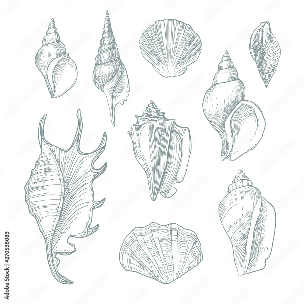 Seashells vector set. Hand drawn illustrations of engraved line ...