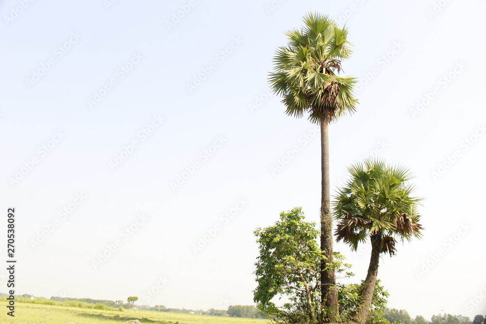 Indian Borassus flabellifer tree, commonly known as doub palm, palmyra ...