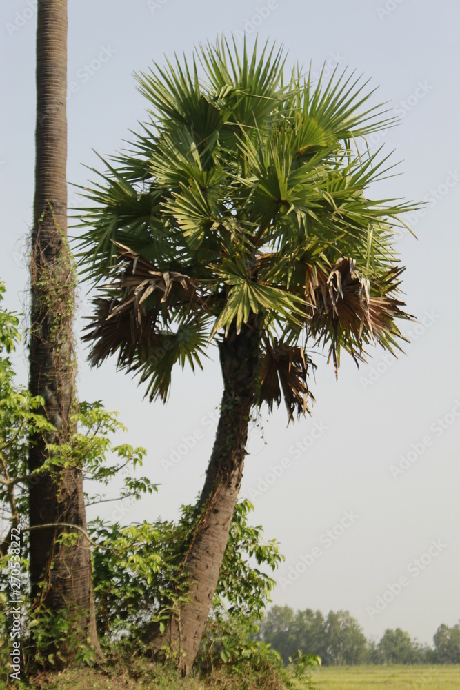 Indian Borassus flabellifer tree, commonly known as doub palm, palmyra ...