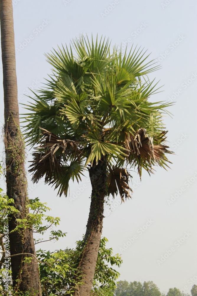 Indian Borassus flabellifer tree, commonly known as doub palm, palmyra ...
