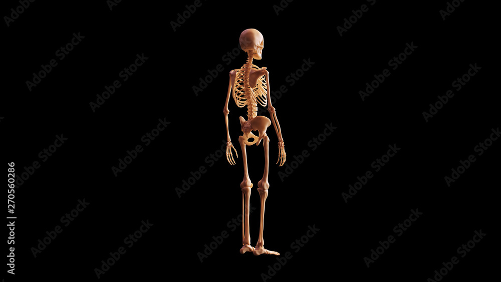 anatomical, human, skeleton, skeletal, framework, bone, male, education ...