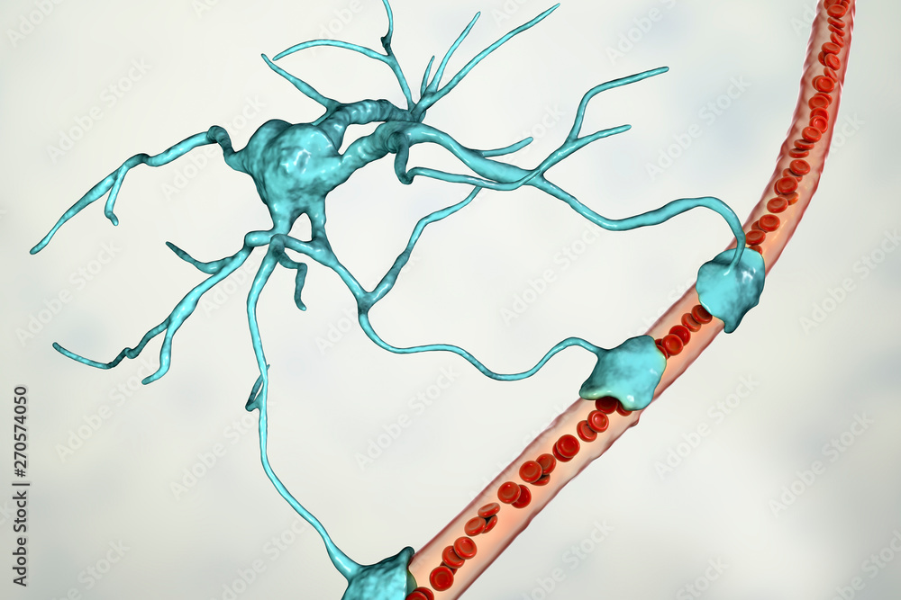 Astrocyte and blood vessel, 3D illustration. Astrocytes, brain glial ...