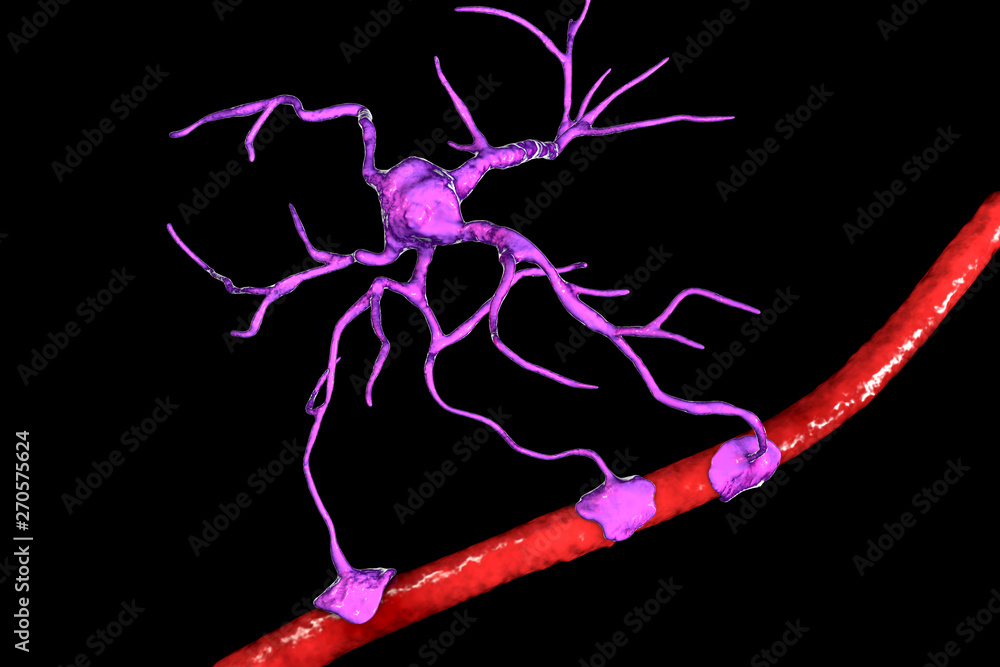 Astrocyte and blood vessel, 3D illustration. Astrocytes, brain glial ...
