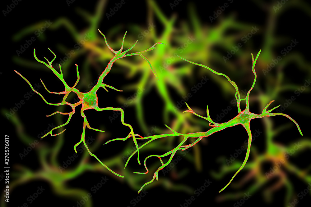 Astrocytes, brain glial cells, 3D illustration. Astrocytes, also known ...
